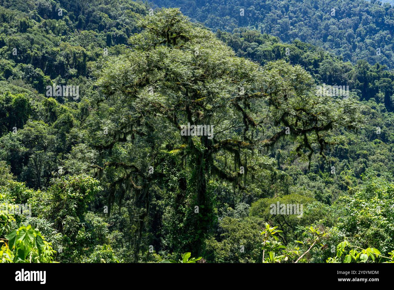 An epiphyte-covered tree in the yungas subtropical forest in Calilegua ...