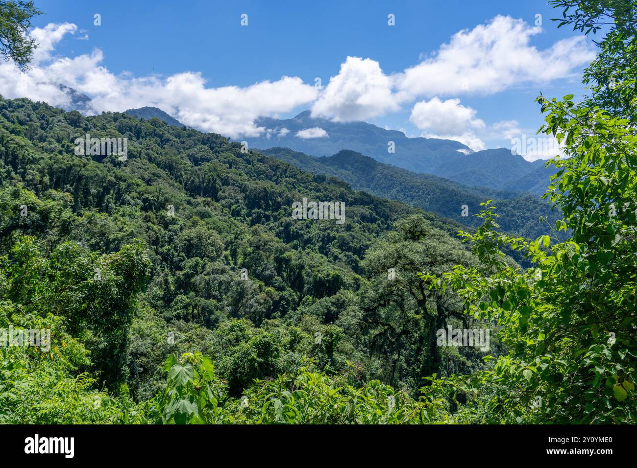 The yungas subtropical forest in Calilegua National Park in the UNESCO ...