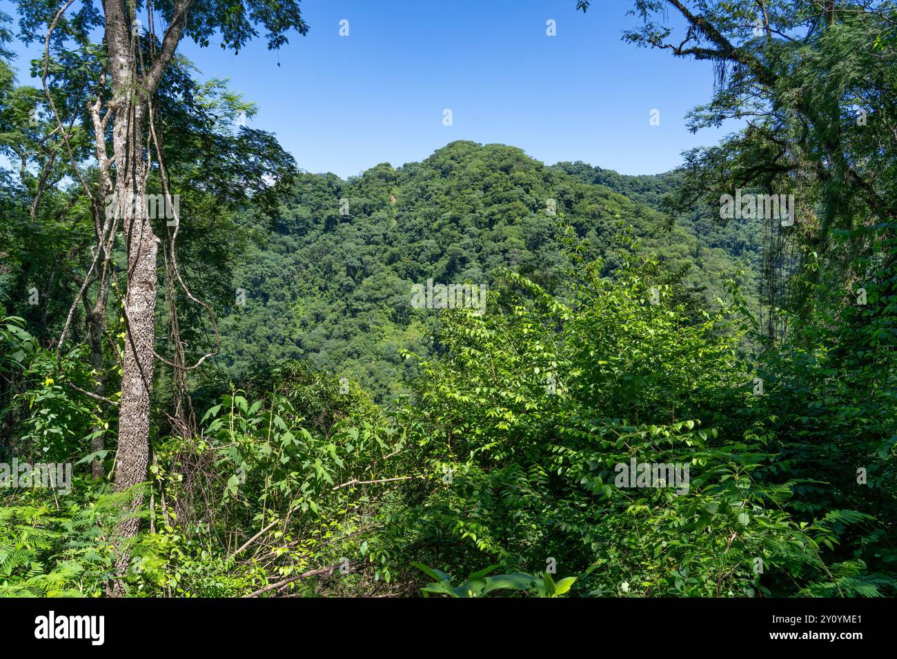 The yungas subtropical forest in Calilegua National Park in the UNESCO ...