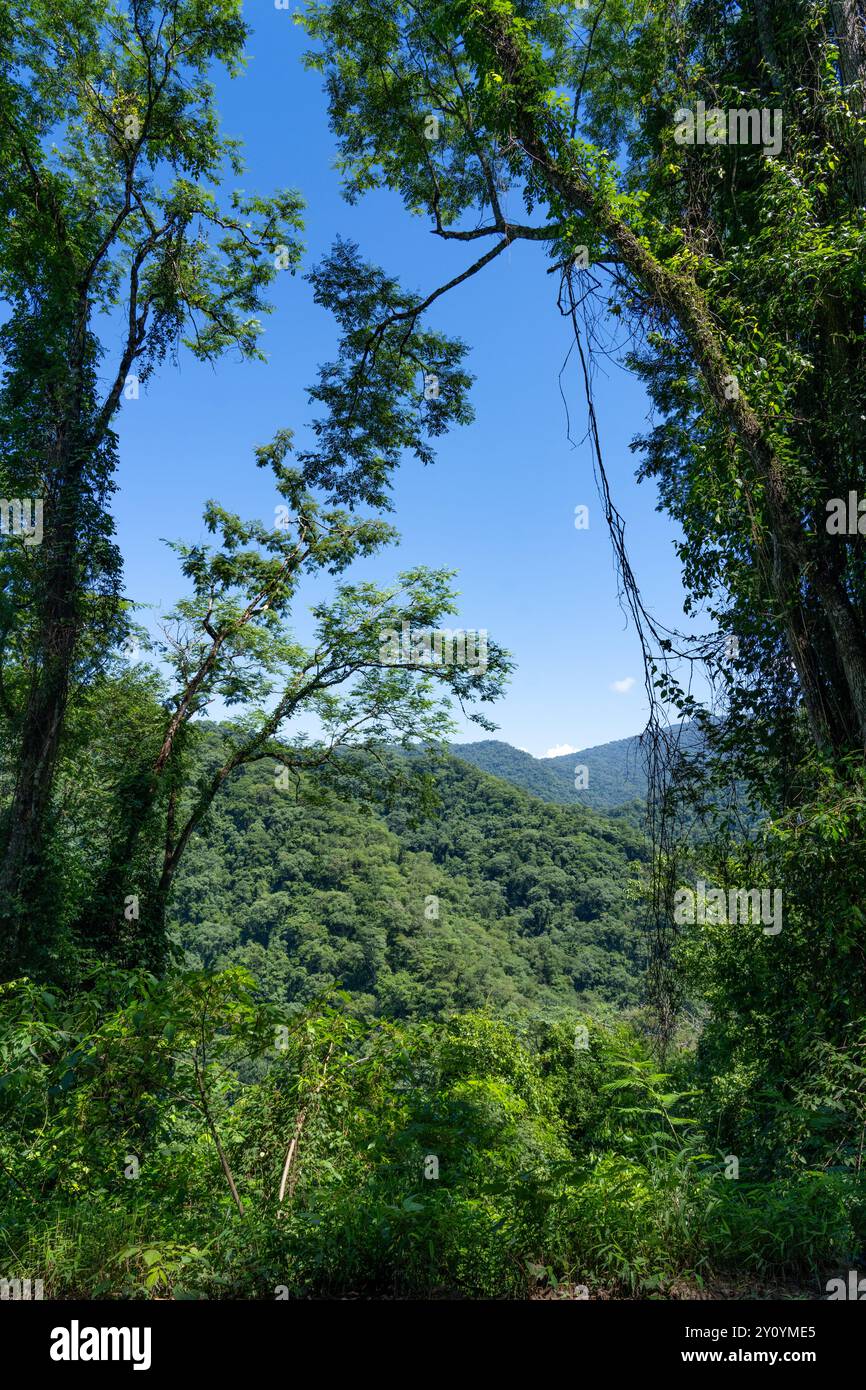 The yungas subtropical forest in Calilegua National Park in the UNESCO ...