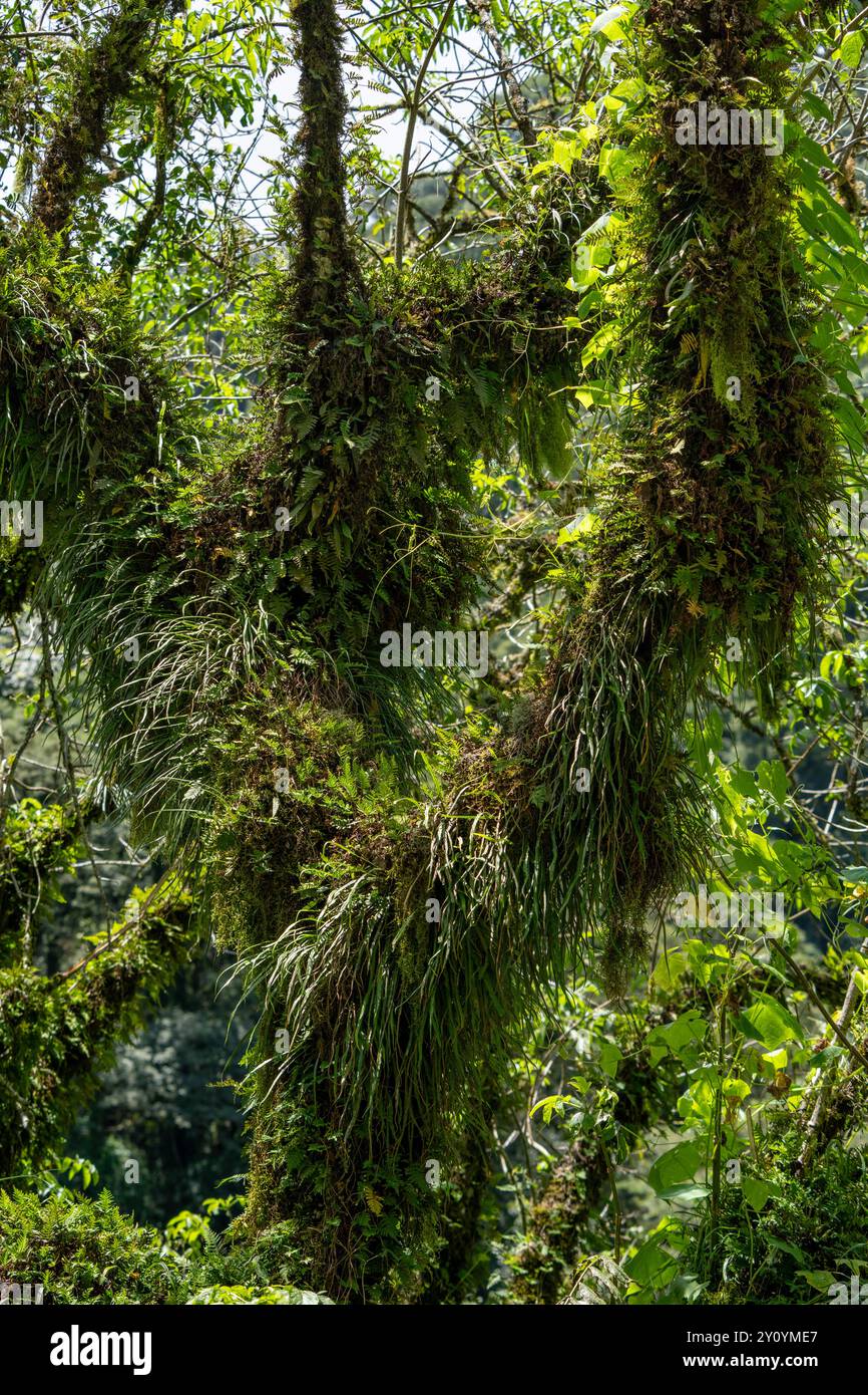 Epiphytes & ferns on trees in the yungas subtropical cloud forest in ...
