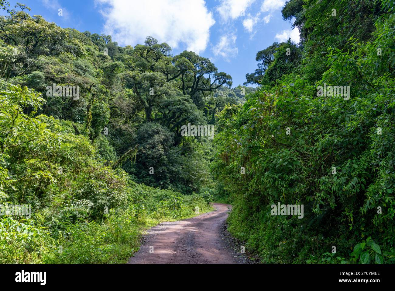 Provincial Route 83 into the yungas in Calilegua National Park in the ...
