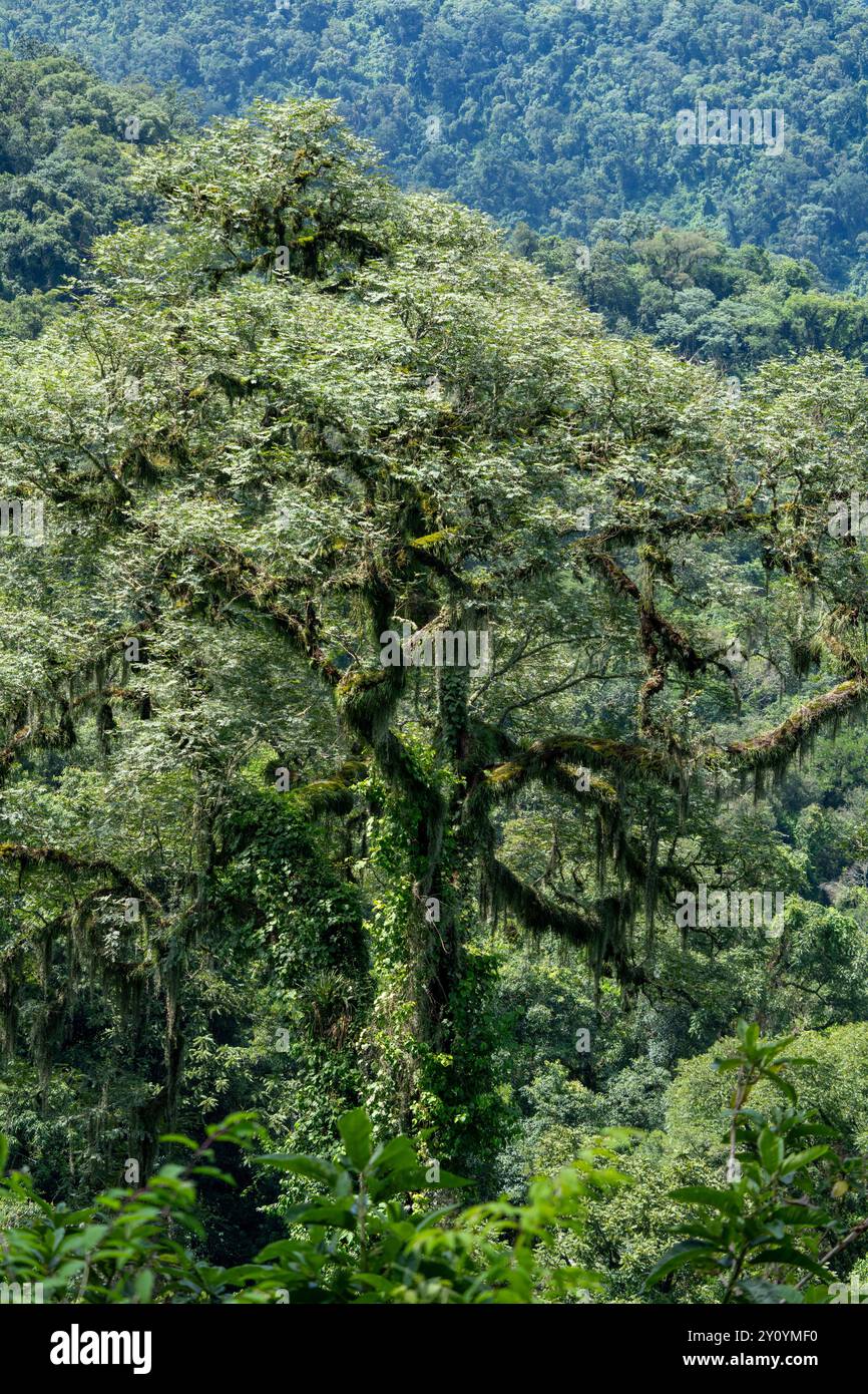 An epiphyte-covered tree in the yungas subtropical forest in Calilegua ...