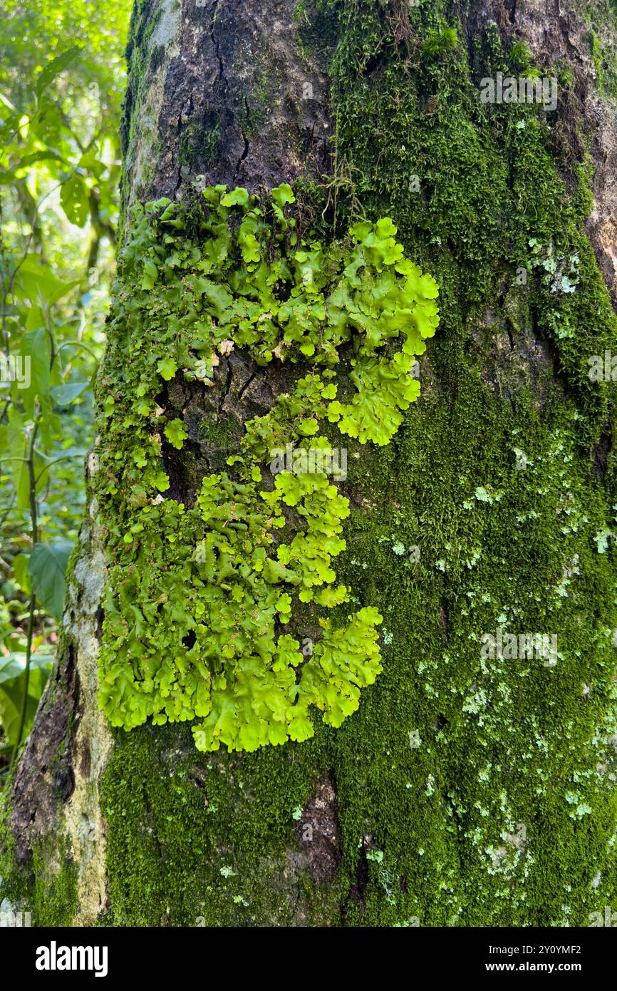 Colorful lichens & moss on a tree in the yungas subtropical cloud ...