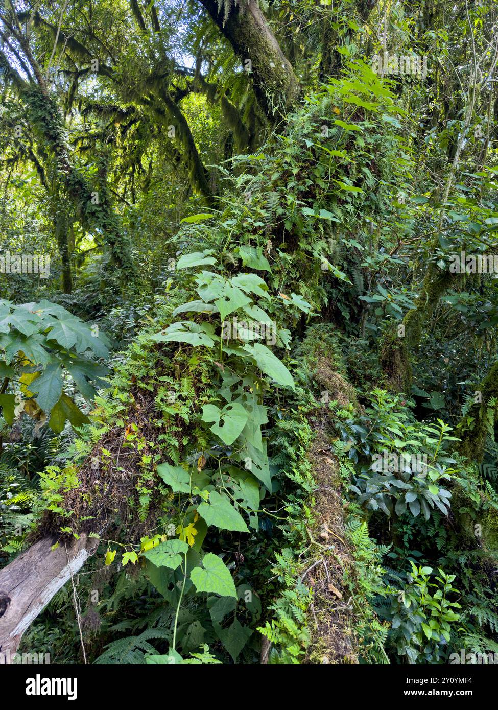 Epiphytes & ferns on trees in the yungas subtropical cloud forest in ...