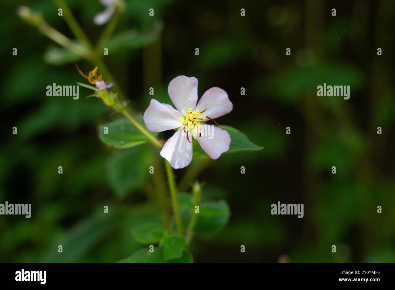 A wildflower in the Genus Chaetogastra in bloom in Calilegua National ...