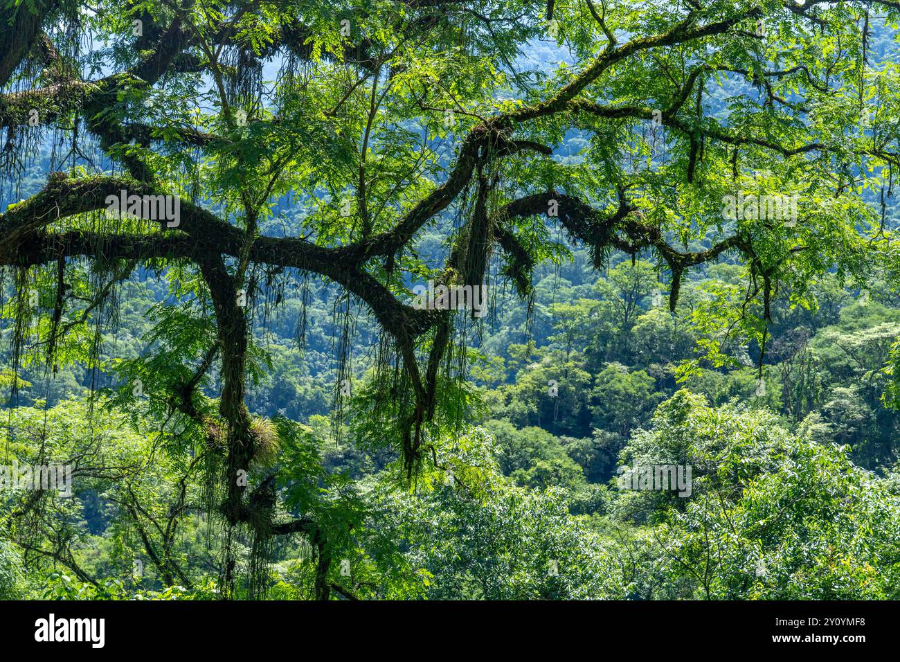 An epiphyte-covered tree in the yungas subtropical forest in Calilegua ...