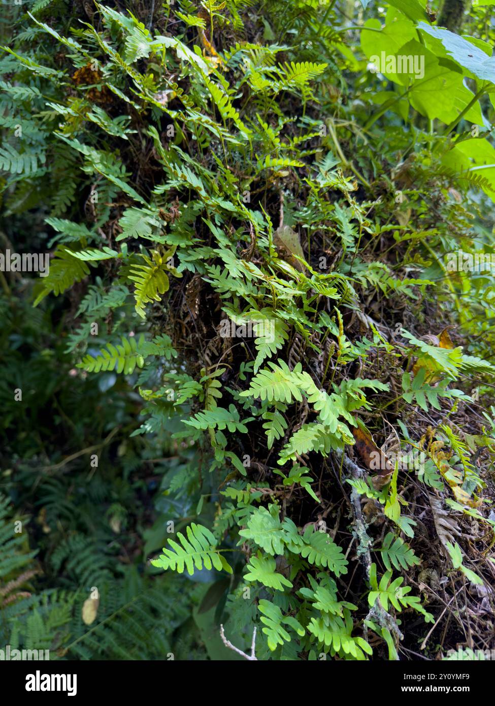 Epiphytes & ferns on a tree in the yungas subtropical cloud forest in ...