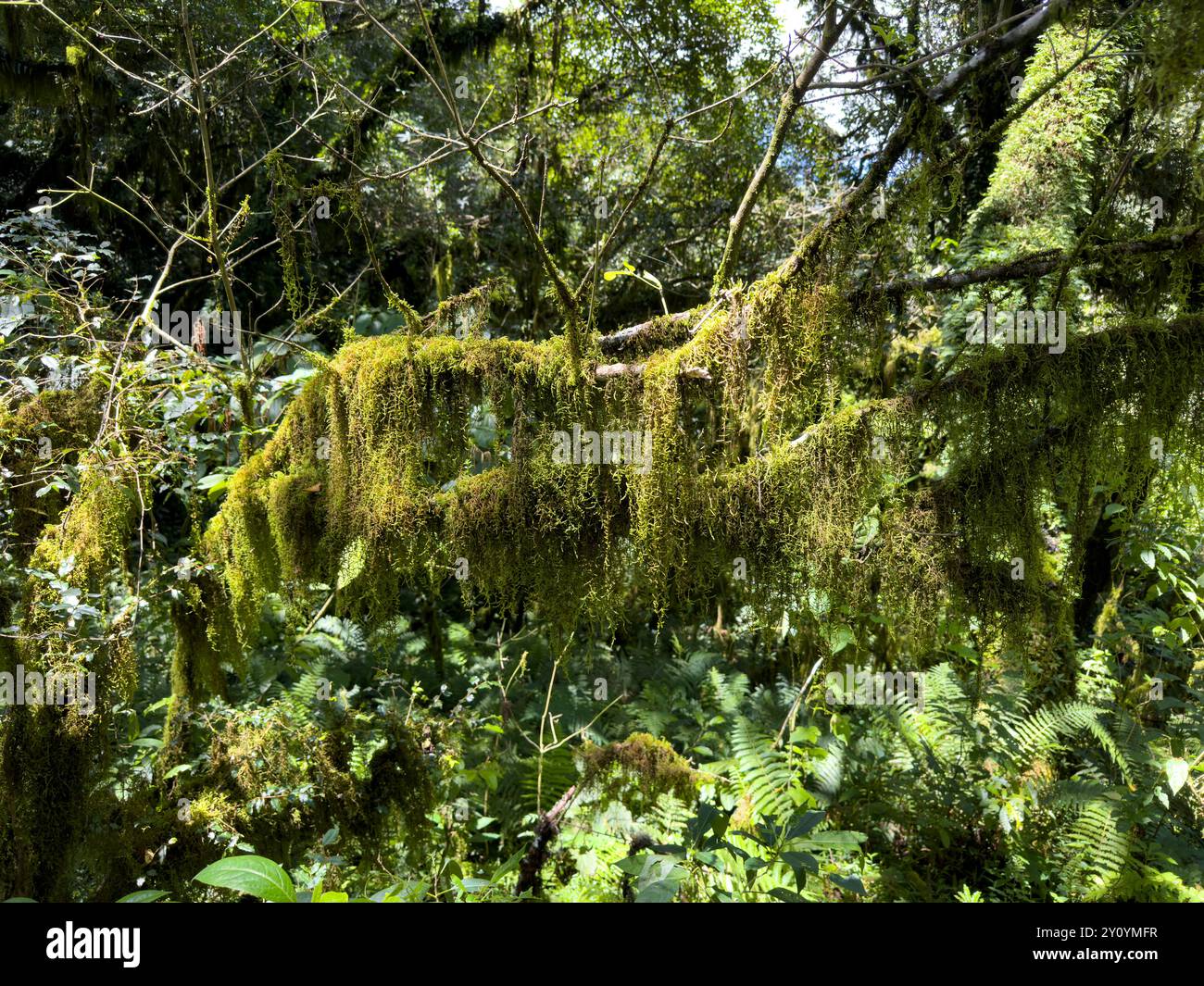 Epiphytes & ferns on a tree in the yungas subtropical cloud forest in ...