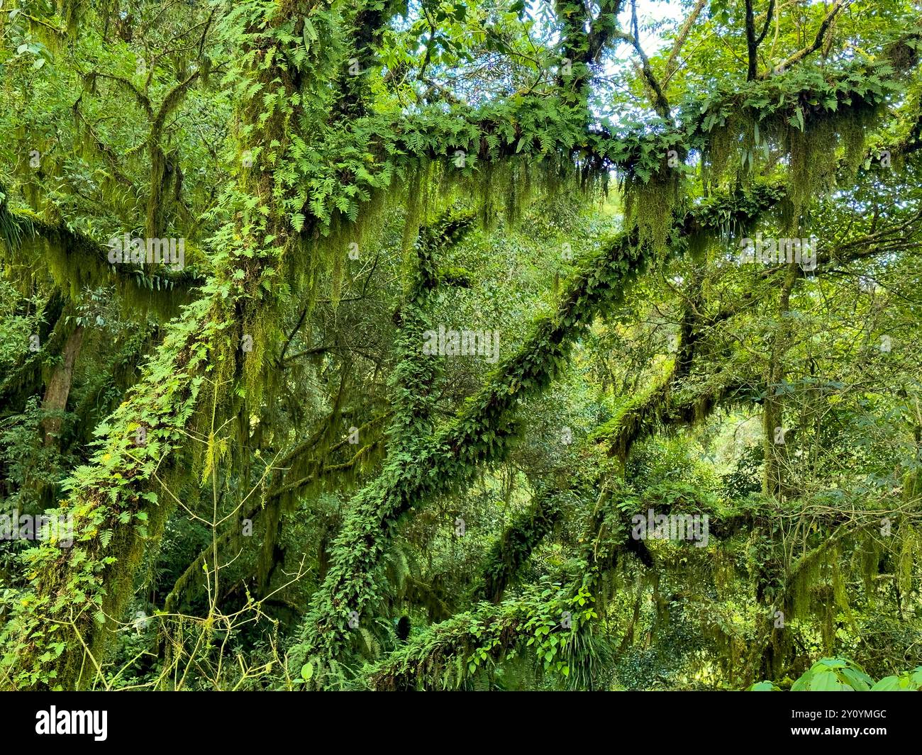 Epiphytes & ferns on trees in the yungas subtropical cloud forest in ...