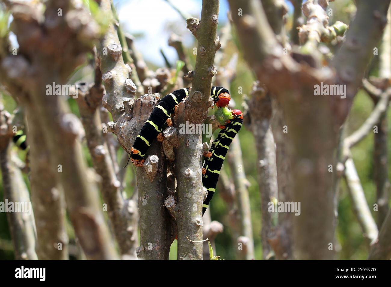 Frangipani Hornworms or also known as Rasta caterpillars defoliating ...