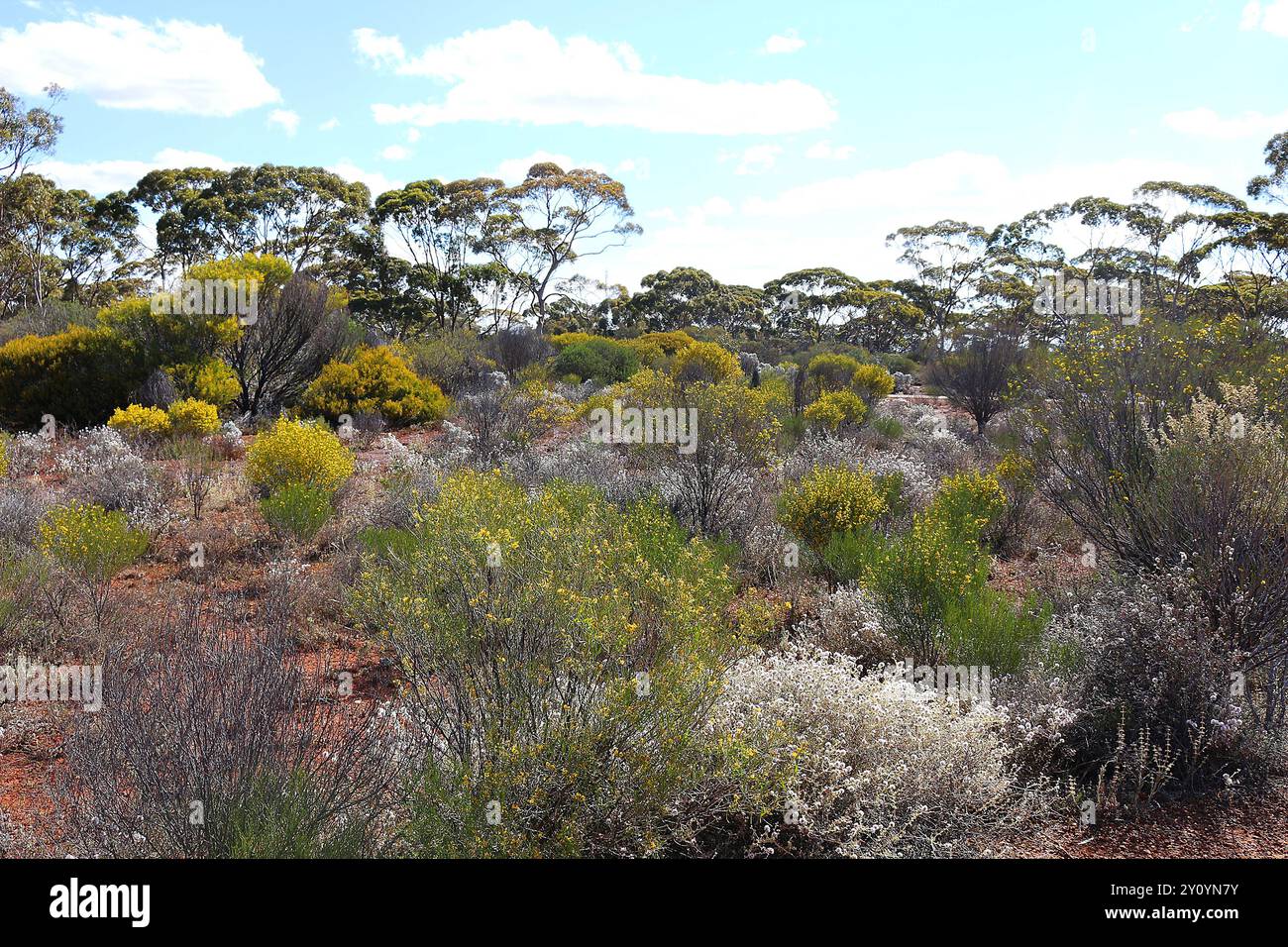 Spring with yellow flowering wattle shrubs and white smokebushes in the outback, Goldfields ...
