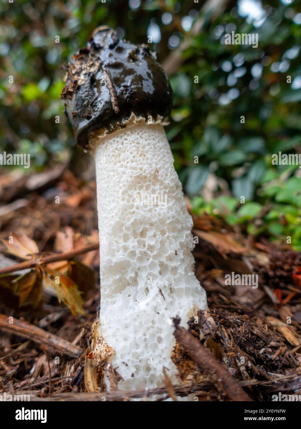 Phallus impudicus, known colloquially as the common stinkhorn, is a ...