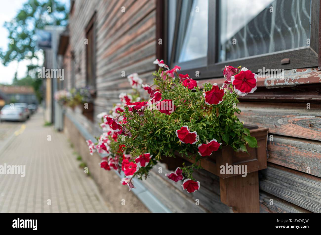 Bright red and white petunias cascade from a wooden planter along a ...