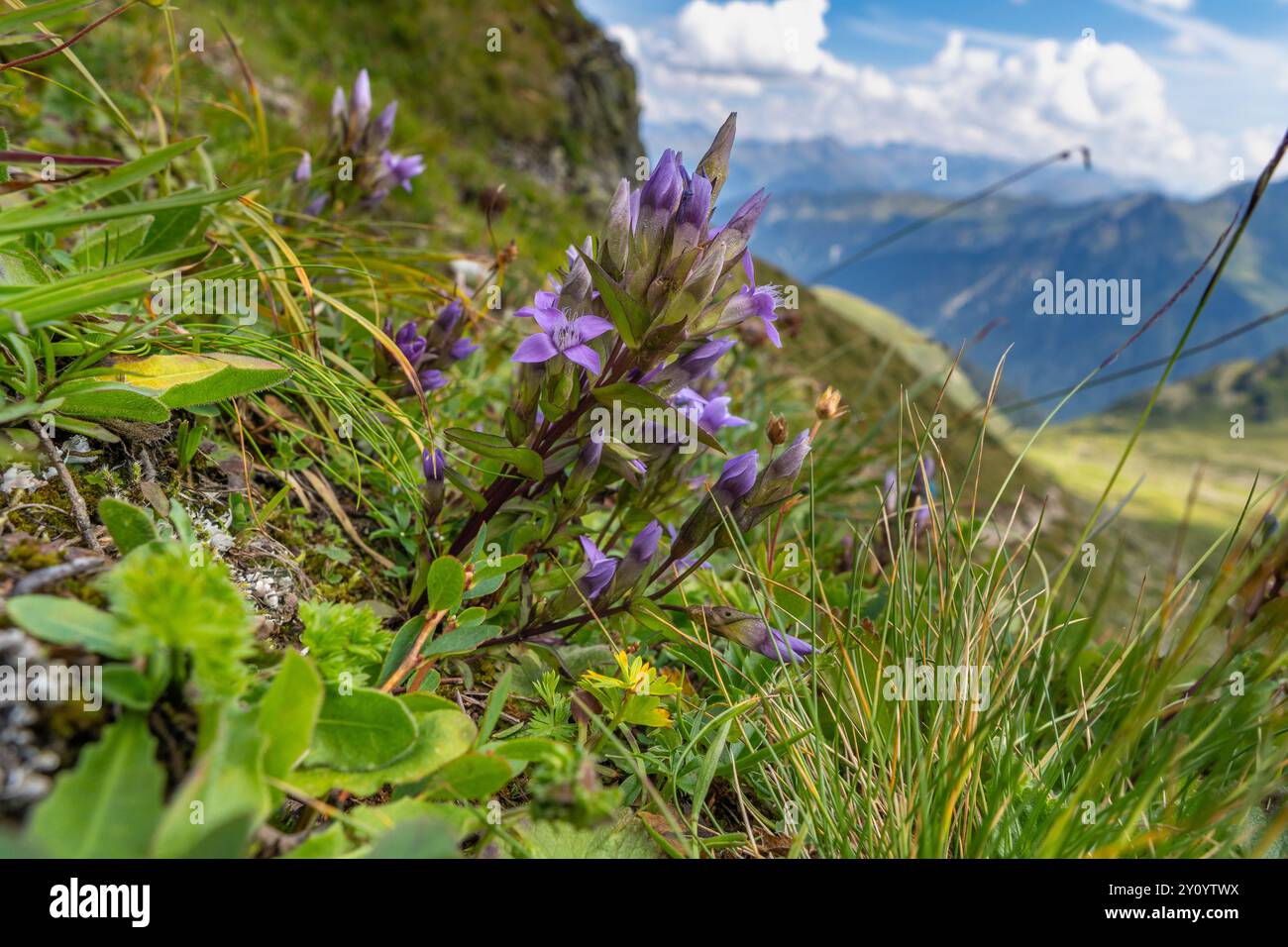 Feld kranzenzian gentianella campestris hi-res stock photography and ...