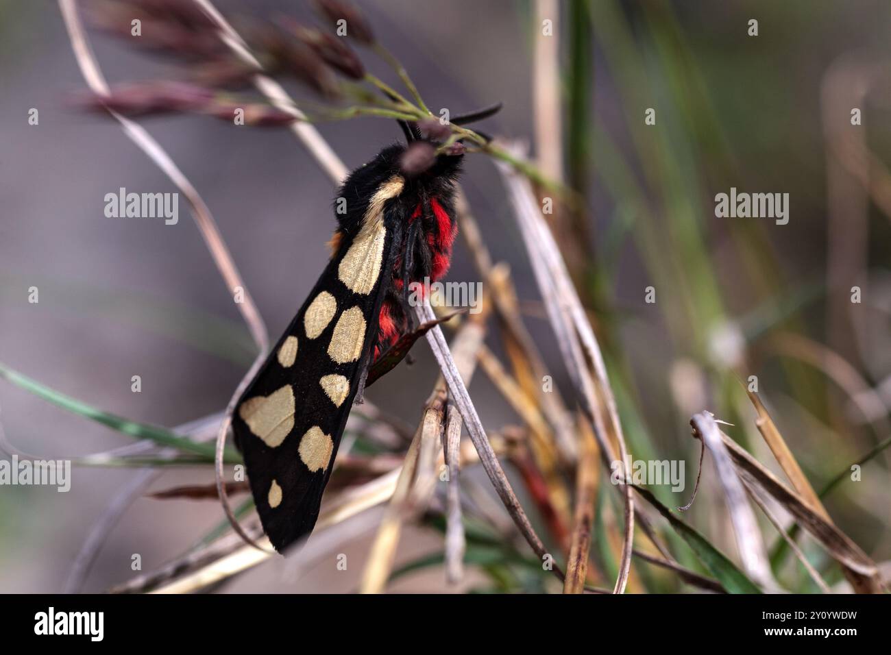 Cream colored moth hi-res stock photography and images - Alamy