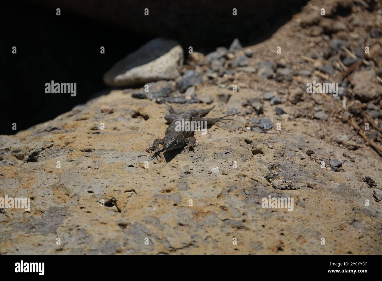 Atlantic lizard (Gallotia atlantica Stock Photo - Alamy