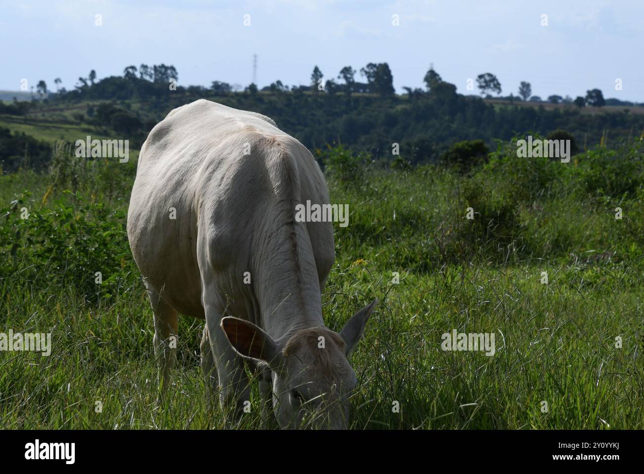 Brazilian Nelore cow grazing Stock Photo - Alamy