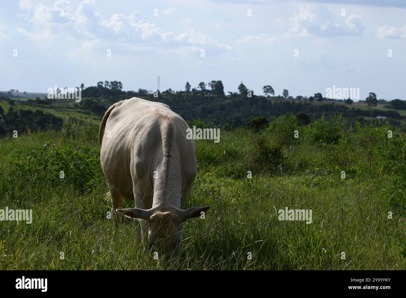 Brazilian Nelore cow grazing Stock Photo - Alamy