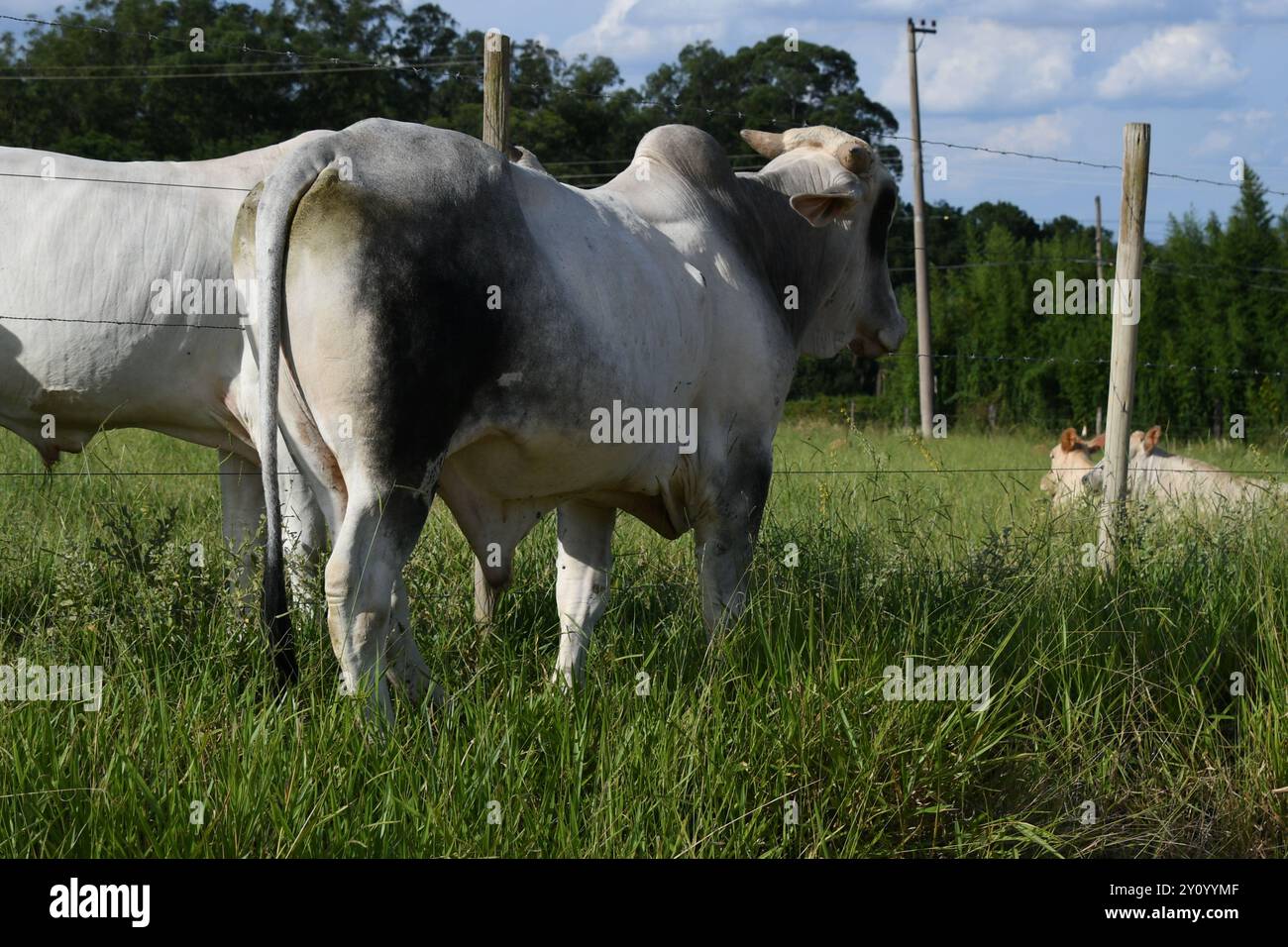 Brazilian Nelore cow ox grazing Stock Photo - Alamy