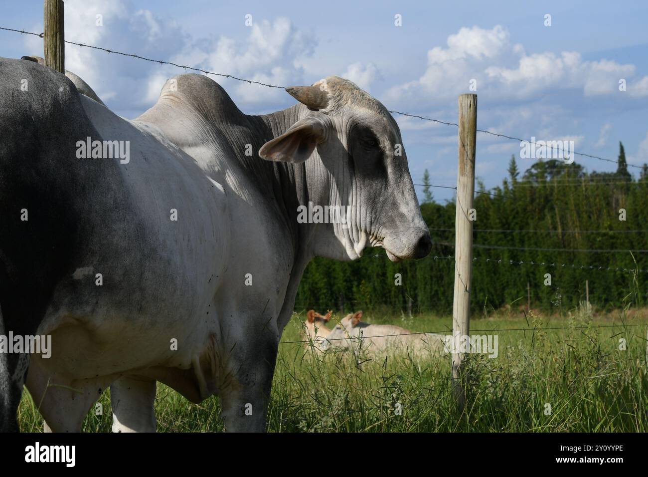 Brazilian Nelore cow ox grazing Stock Photo - Alamy