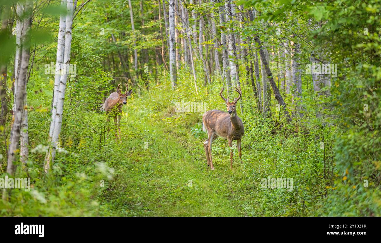 White-tailed bucks on a September evening in northern Wisconsin Stock ...