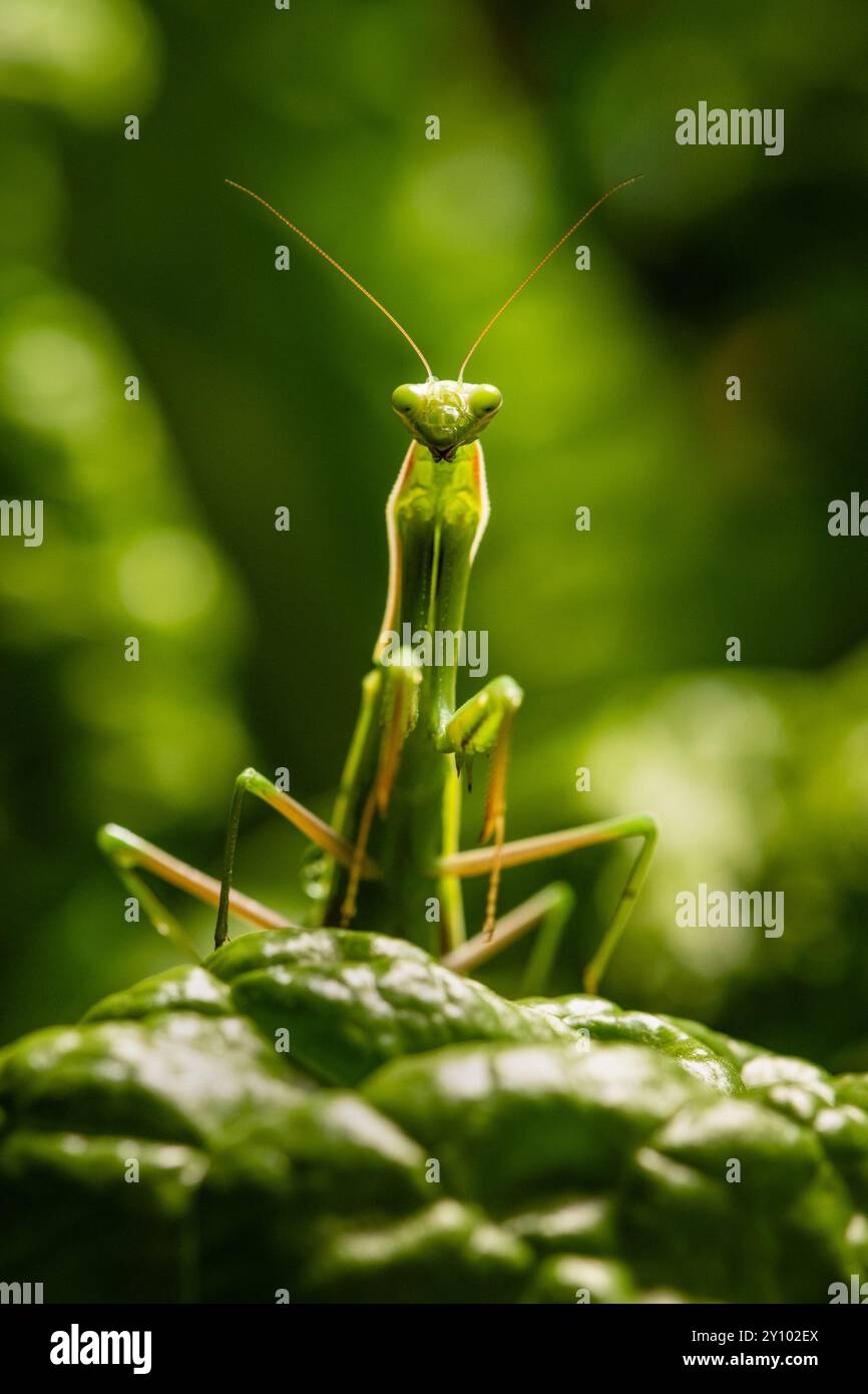 Black praying mantis mantis religiosa hi-res stock photography and ...