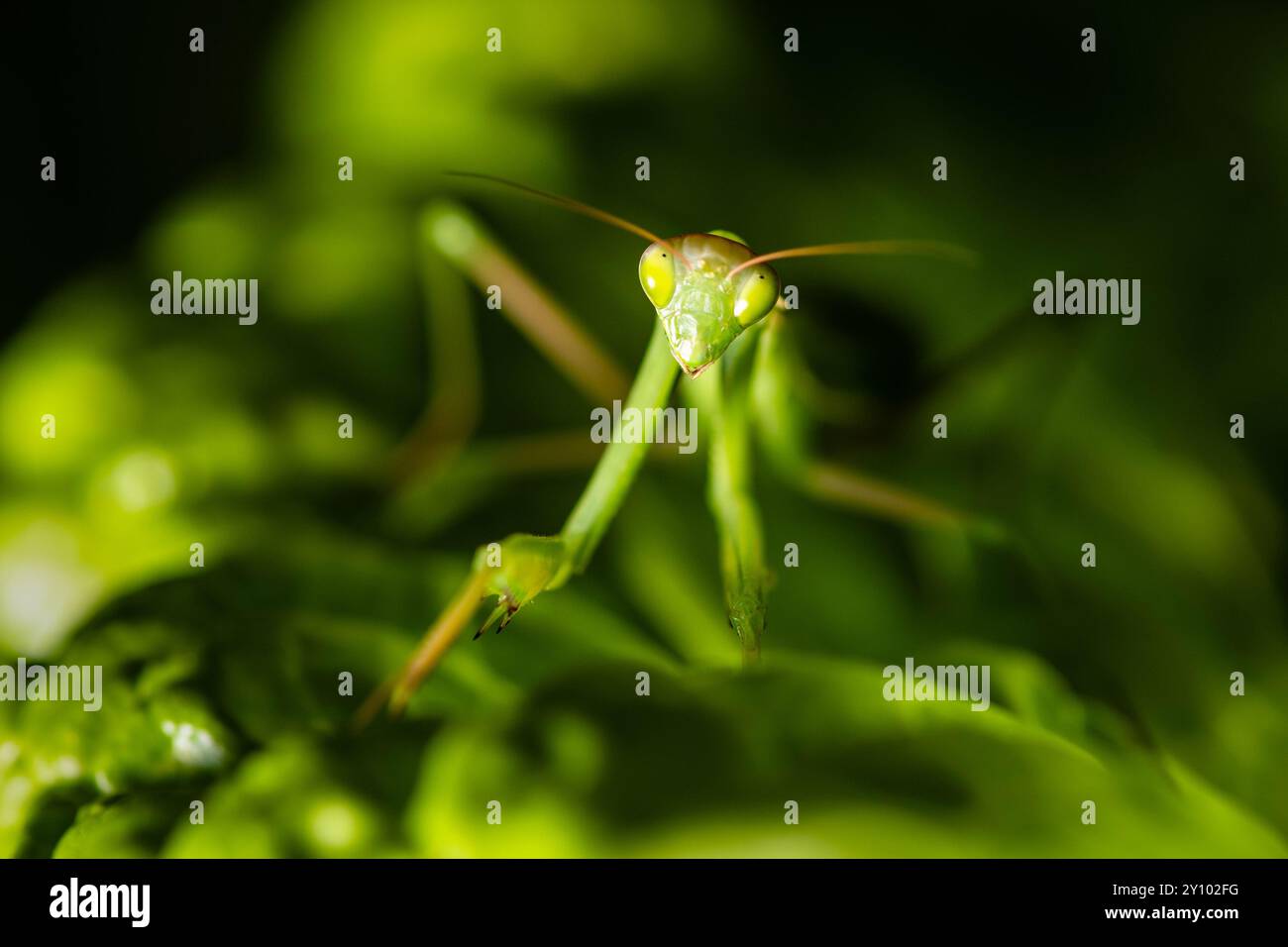Black praying mantis mantis religiosa hi-res stock photography and ...