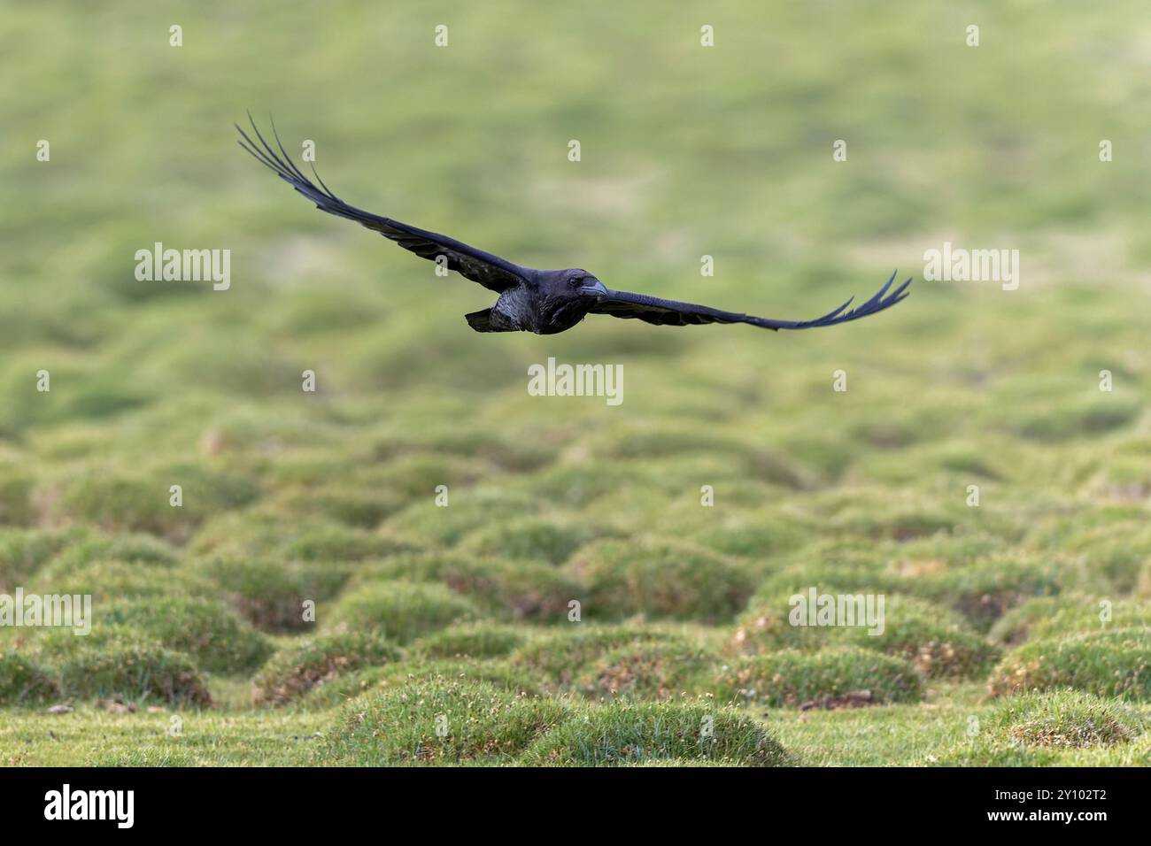 An adult northern Raven( Corvus corax) flying and calling aggressively ...