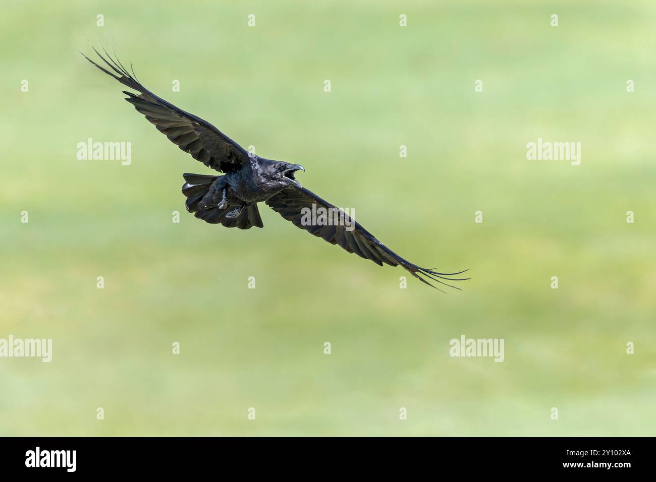 An adult northern Raven( Corvus corax) flying and calling aggressively ...