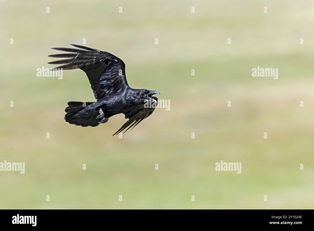 An adult northern Raven( Corvus corax) flying and calling aggressively ...