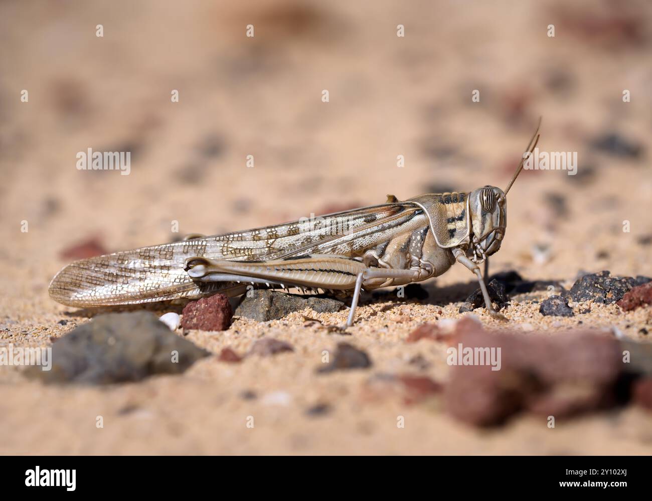 Desert locust (Schistocerca gregaria) in side view - Fuerteventura ...