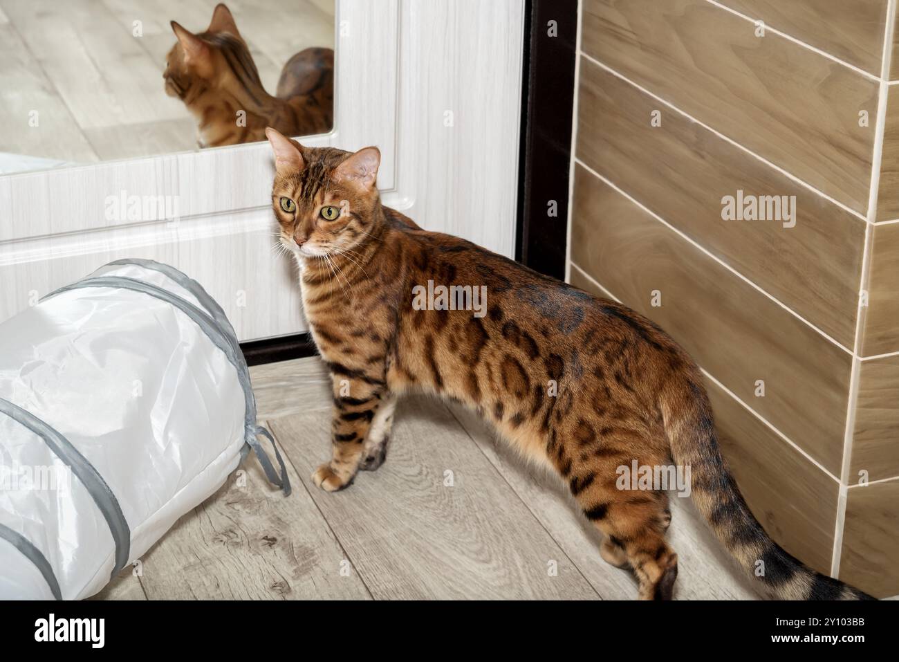 Bengal cat on the floor in the hallway. Cat in the apartment Stock ...
