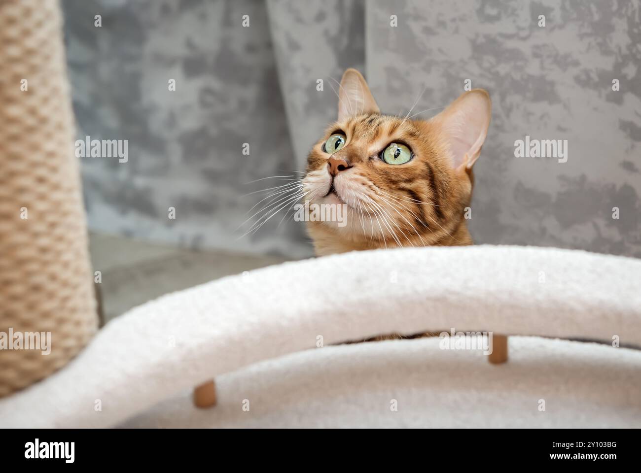 Bengal cat peeking out from behind scratching post. Funny cat hiding ...