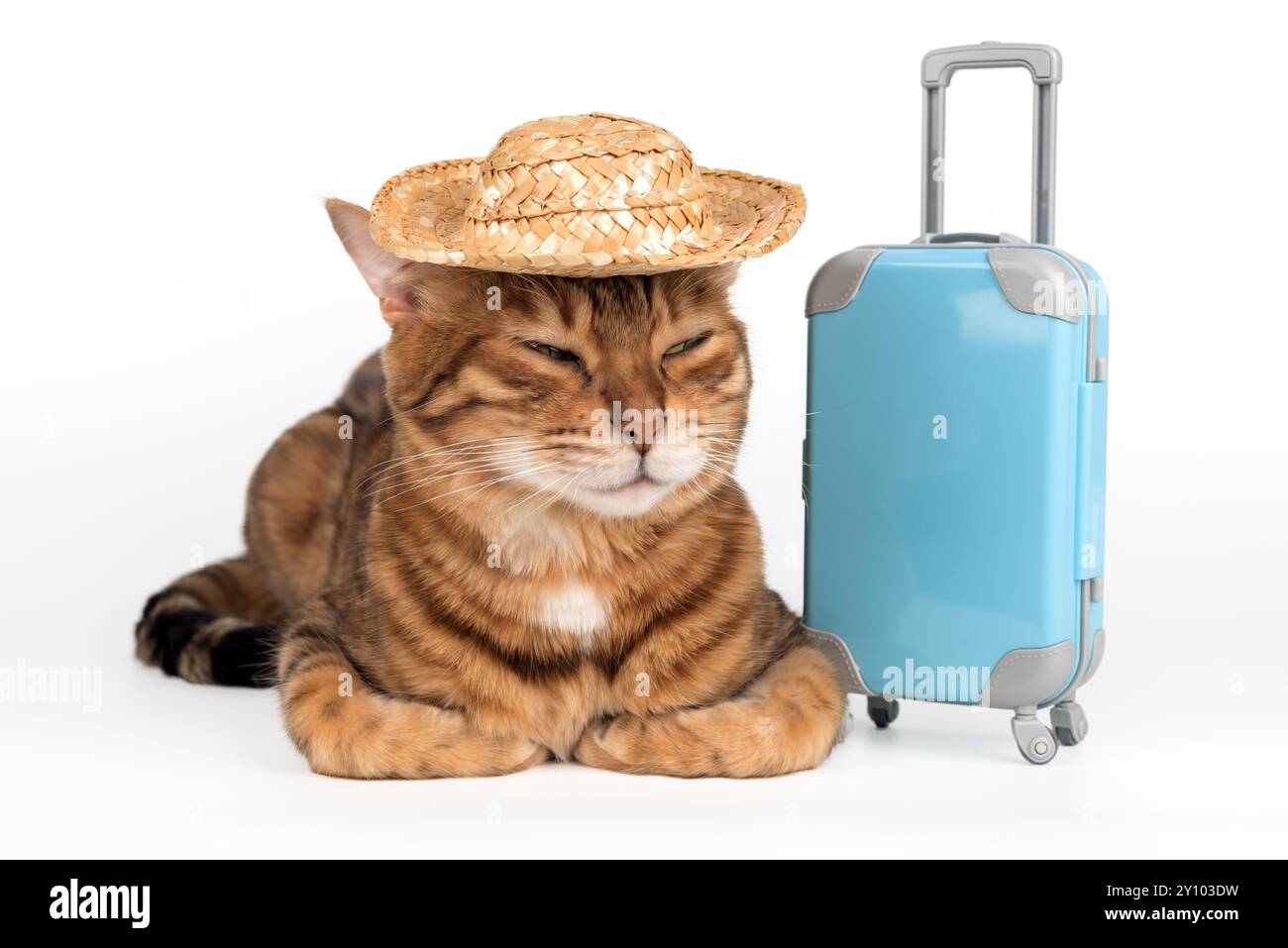 Cute cat with suitcase and in straw hat on white background. Funny cat ...