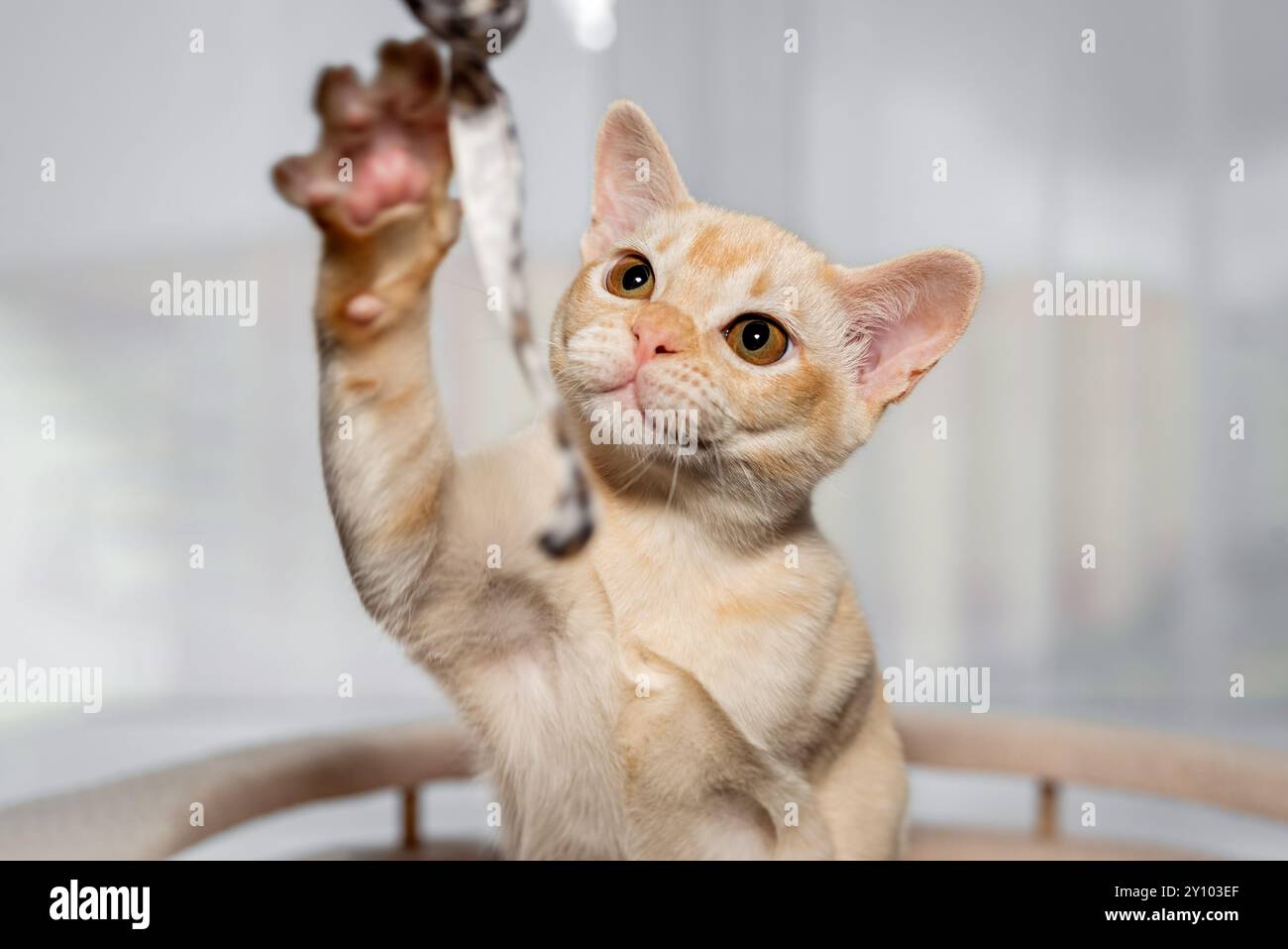 Funny red Burmese kitten playing on cat tree. Cute indoor cat Stock ...