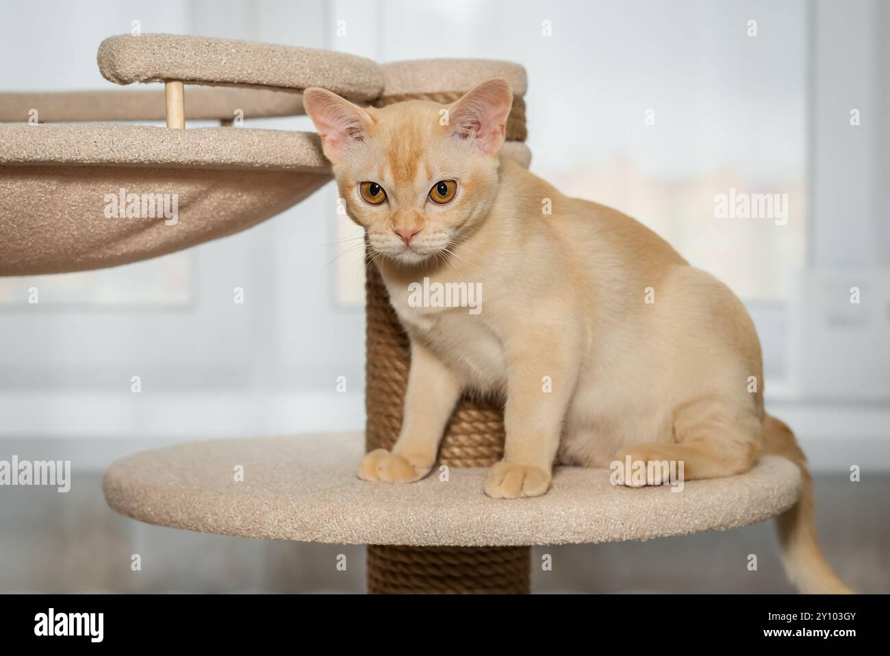 Funny red Burmese kitten playing on cat tree. Cute indoor cat Stock ...