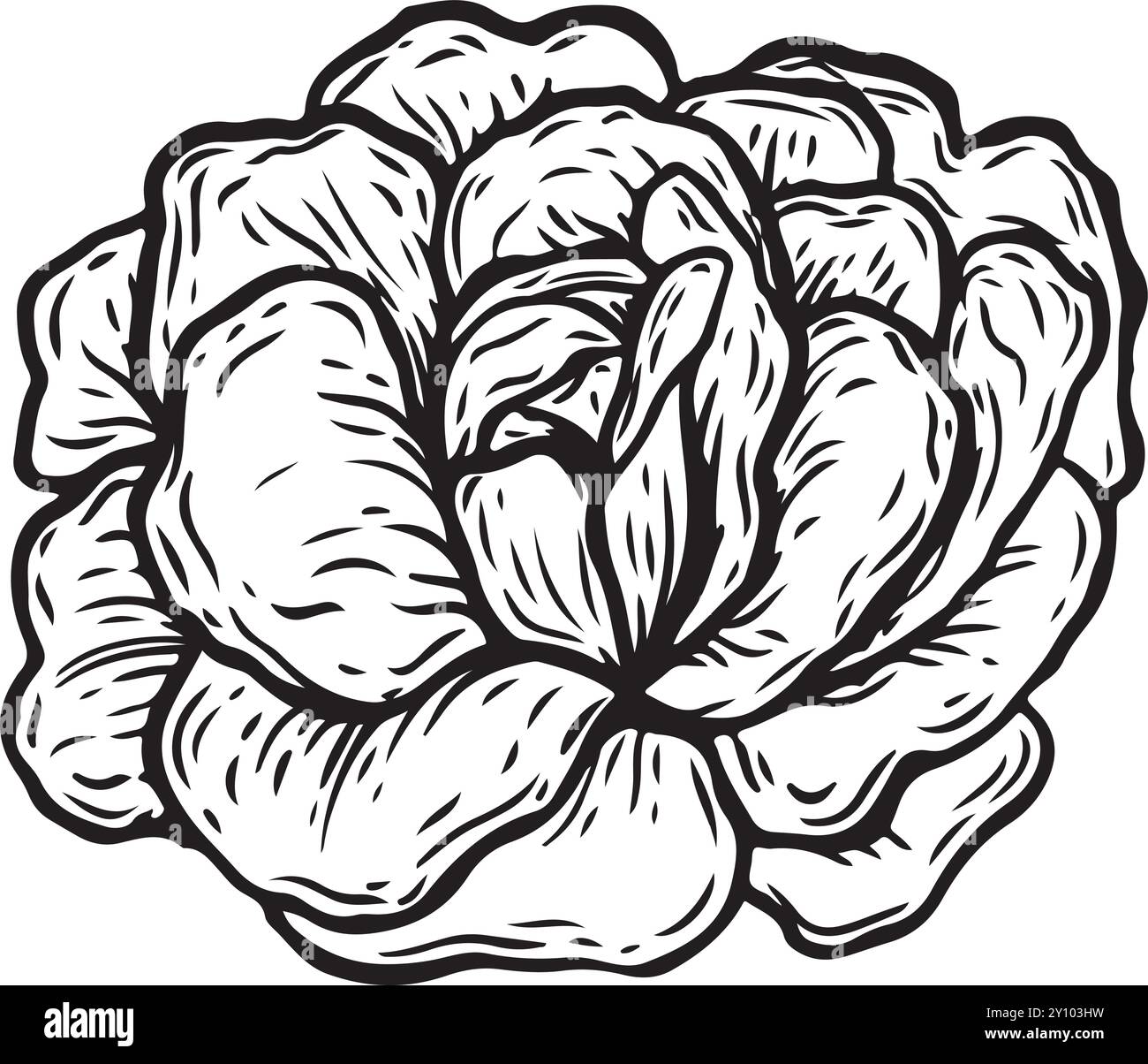 Lettuce line drawing isolated on white background Stock Vector Image ...