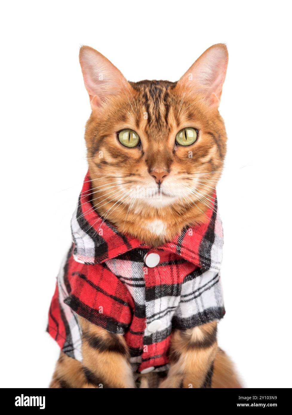 Portrait of a bengal cat in a checkered shirt. Cat in clothes isolated ...