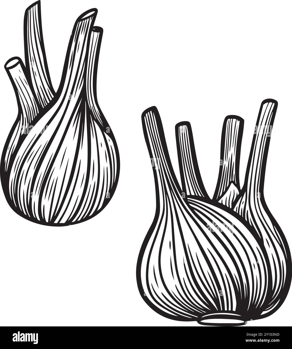 Fennel bulb illustration hi-res stock photography and images - Alamy