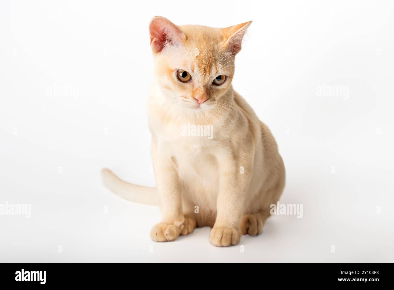 Red Burmese kitten on white background. Studio shot of cute little ...