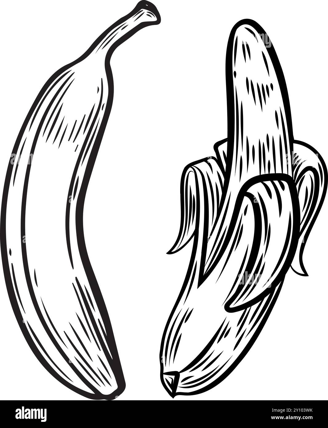 Peeled banana line drawing vector isolated on white background Stock ...