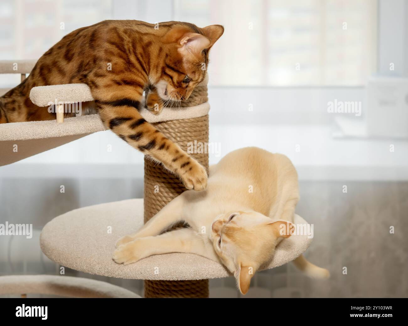 Two cats fighting on a cat tree. Bengal adult cat and red Burmese ...