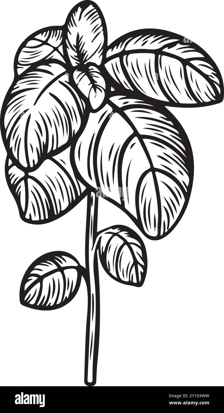 Basil line drawing isolated on white background Stock Vector Image ...