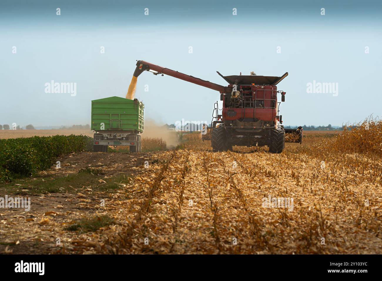 Grain auger of combine pouring corn into tractor trailer Stock Photo ...