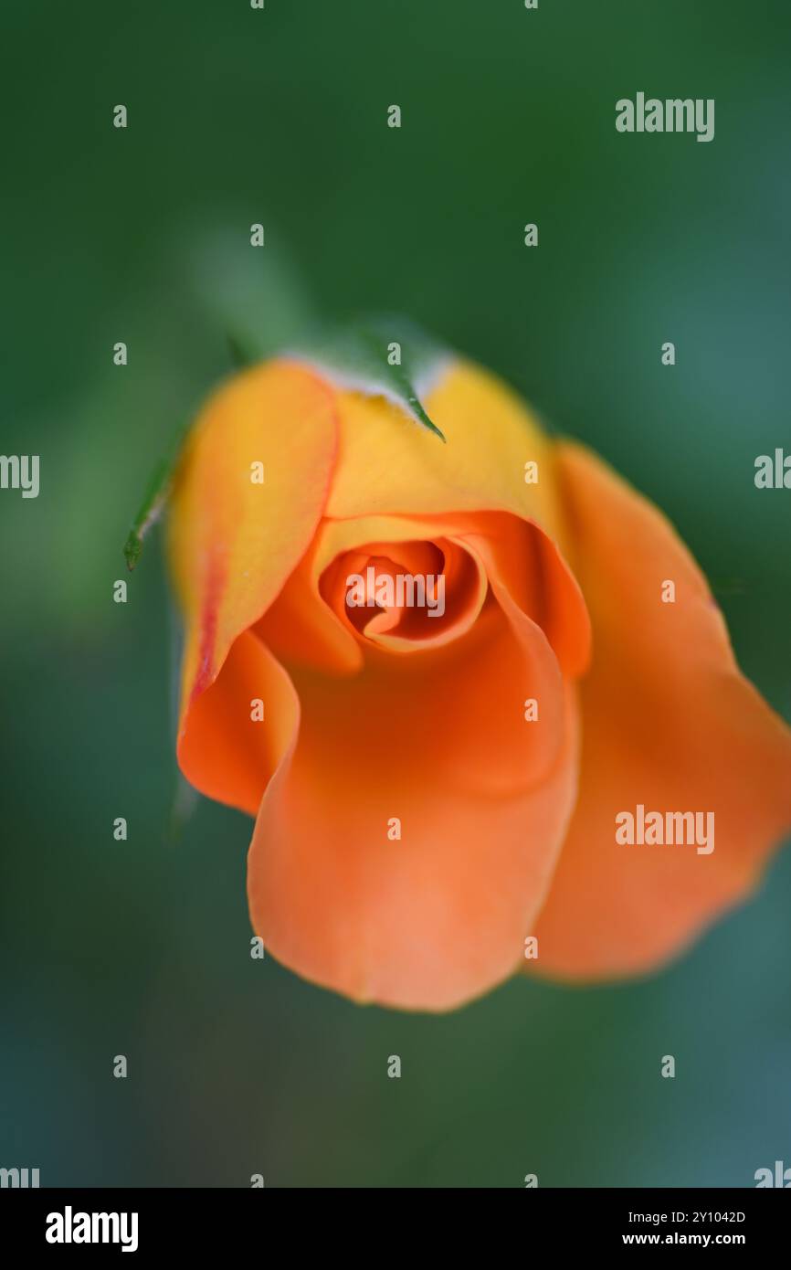 orange rose, precious amber Stock Photo - Alamy