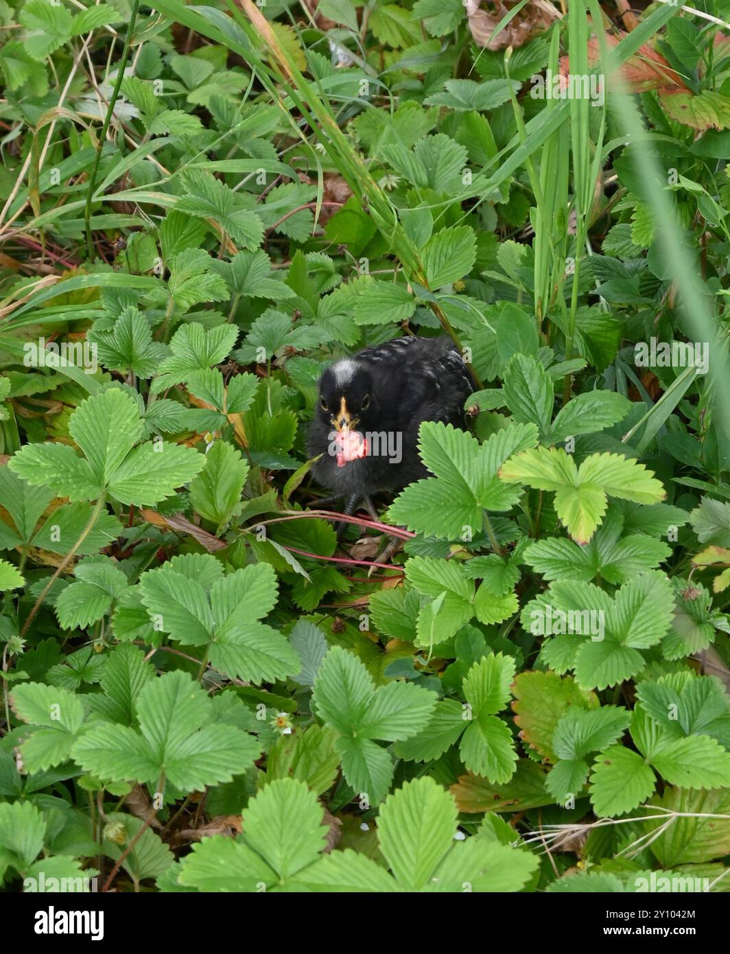 Hiding chicken hi-res stock photography and images - Alamy