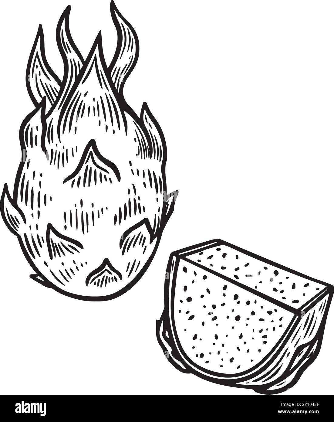 Exotic pitaya fruit line drawing vector isolated on white background ...