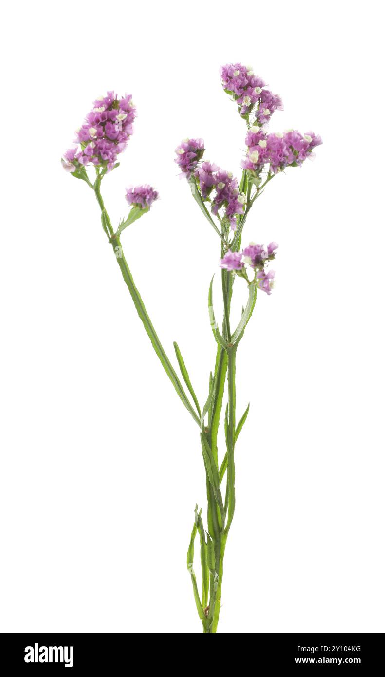 Pink limonium flower on white background. Wild plant Stock Photo - Alamy