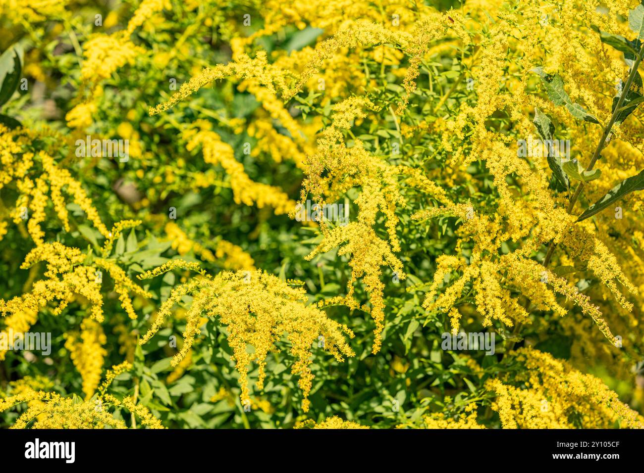 Field of Ambrosia or ragweed. Yellow wild flowering plant on ragweed ...
